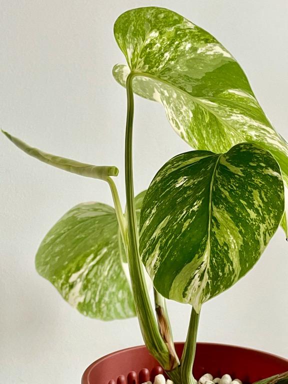 Monstera Albo Borsigiana 'Marble' - 1, Furniture & Home Living ...
