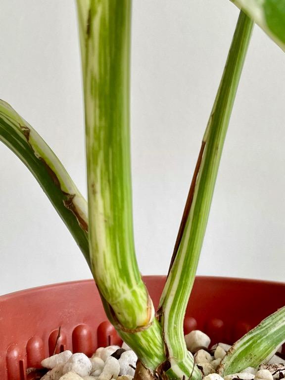 Monstera Albo Borsigiana 'Marble' - 1, Furniture & Home Living ...