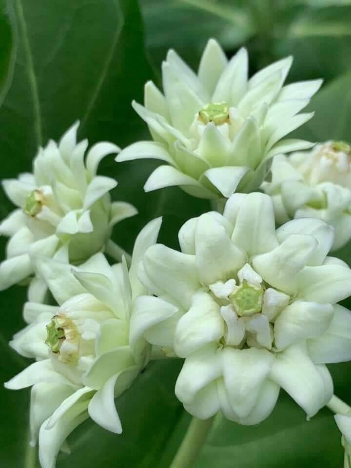 Pikul Mongkolsap Flower Amulet, Hobbies & Toys, Memorabilia ...