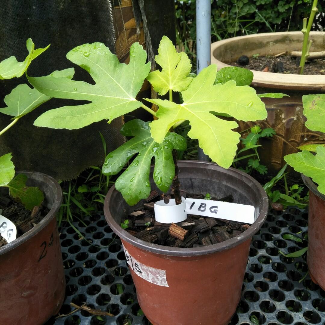 Fig plant IBG big size fruit juicy sweet delicious marcotted potted ...