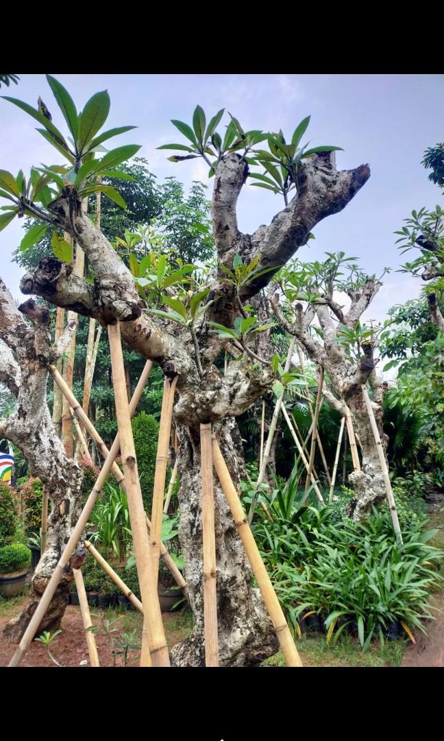 Kamboja fosil, Perkebunan di Carousell
