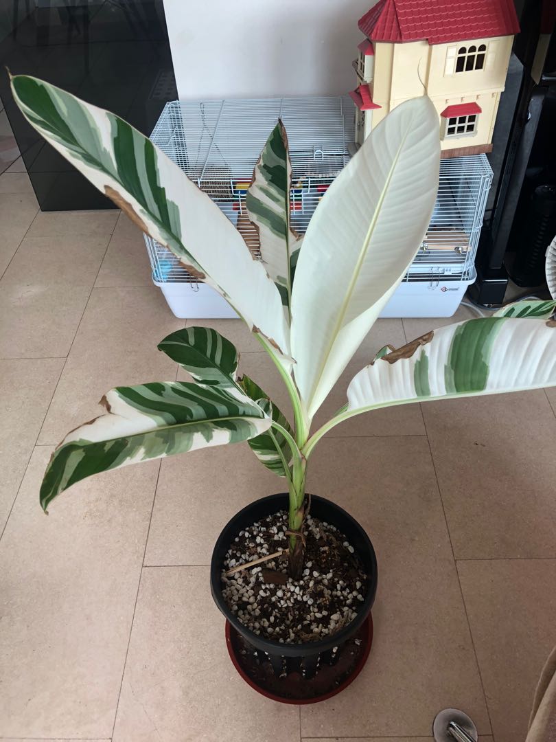 Musa Aeae, Furniture & Home Living, Gardening, Plants & Seeds on Carousell