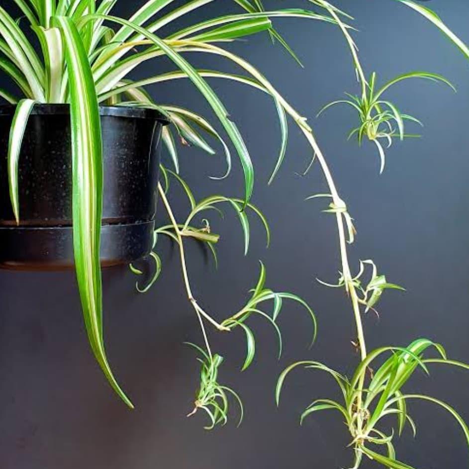Spider Plant Tumbuhan Hias Hidup Gantung Menjuntai Bunga Lili Paris ...