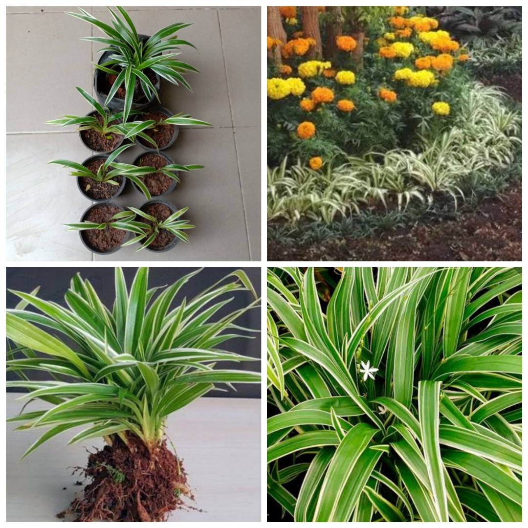 #lindungihutan Tumbuhan Hias Hidup Untuk Border Taman Bunga Bulu Ayam ...