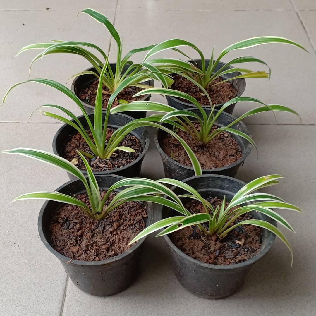 #lindungihutan Tumbuhan Hias Hidup Untuk Border Taman Bunga Bulu Ayam ...