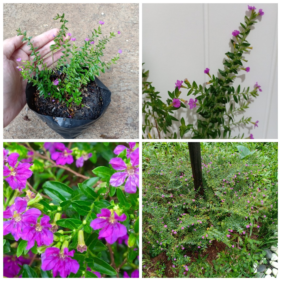 #lindungihutan Tumbuhan Hias Taiwan Beauty Bunga Ungu Cuphea ...