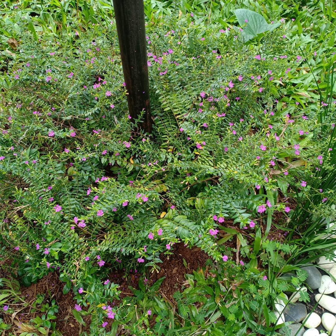 #lindungihutan Tumbuhan Hias Taiwan Beauty Bunga Ungu Cuphea ...