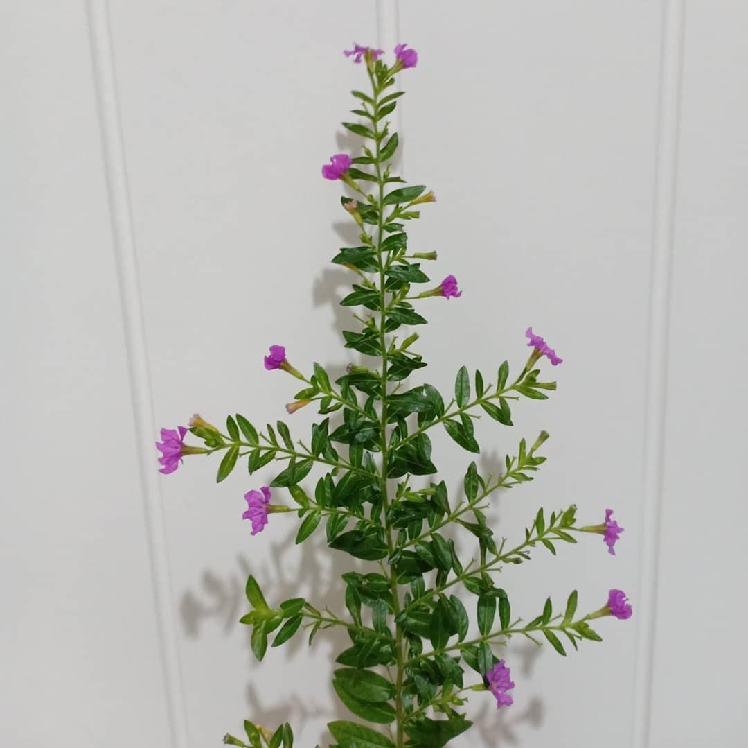 #lindungihutan Tumbuhan Hias Taiwan Beauty Bunga Ungu Cuphea ...