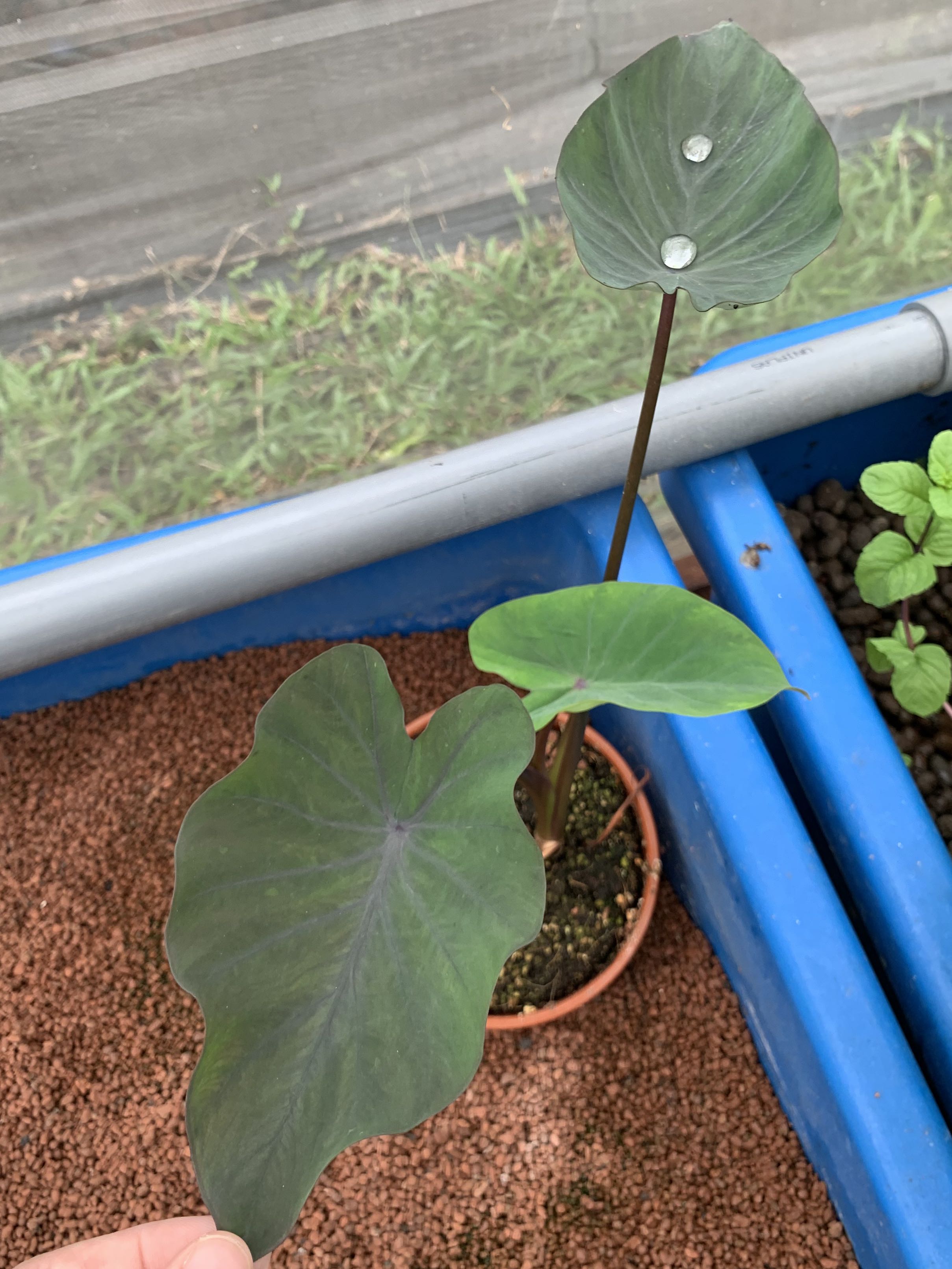 Colocasia black magic, Furniture & Home Living, Gardening, Plants ...