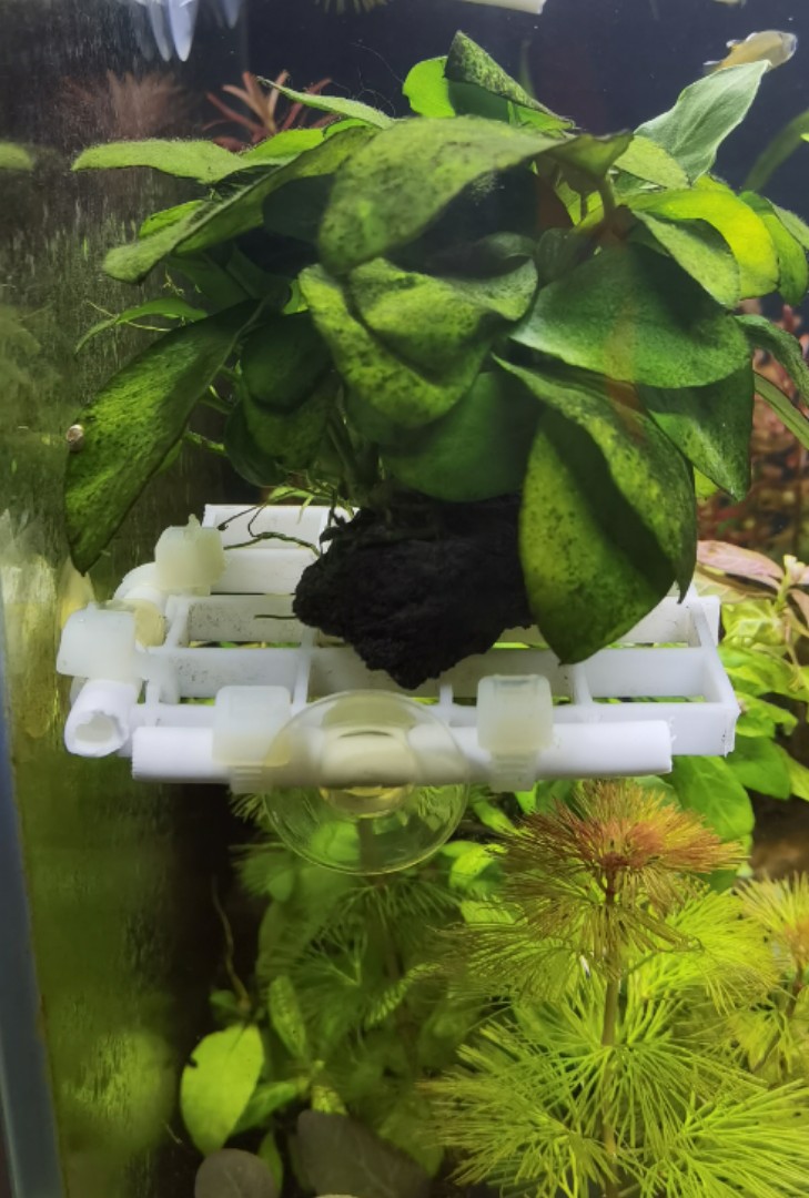 Custom frag rack, Pet Supplies, Homes & Other Pet Accessories on Carousell