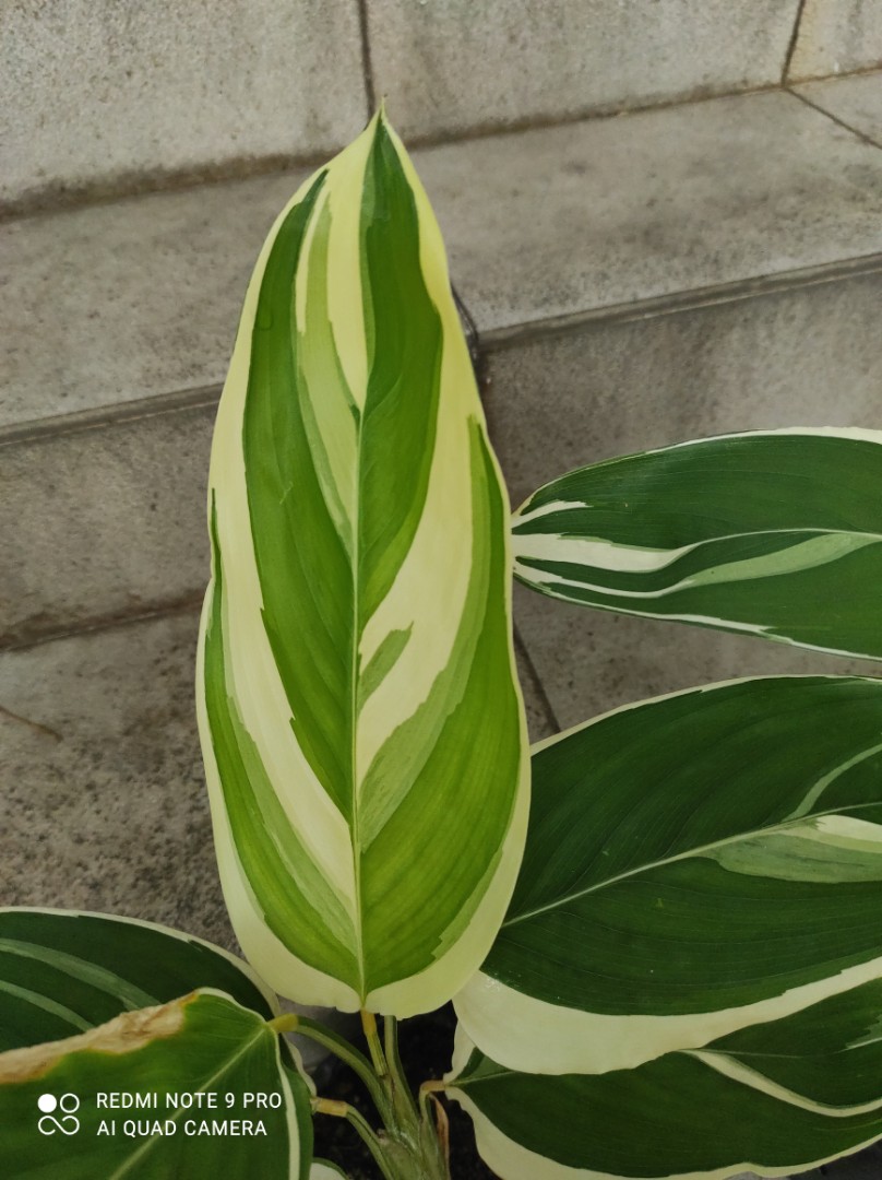 Maranta Arundinacea variegata, Furniture & Home Living, Gardening ...