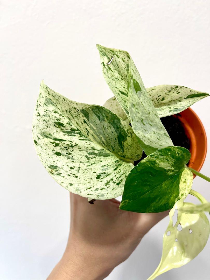 Rare Epipremnum Aureum Pothos Snow Queen Half Moon Leaf, Furniture ...