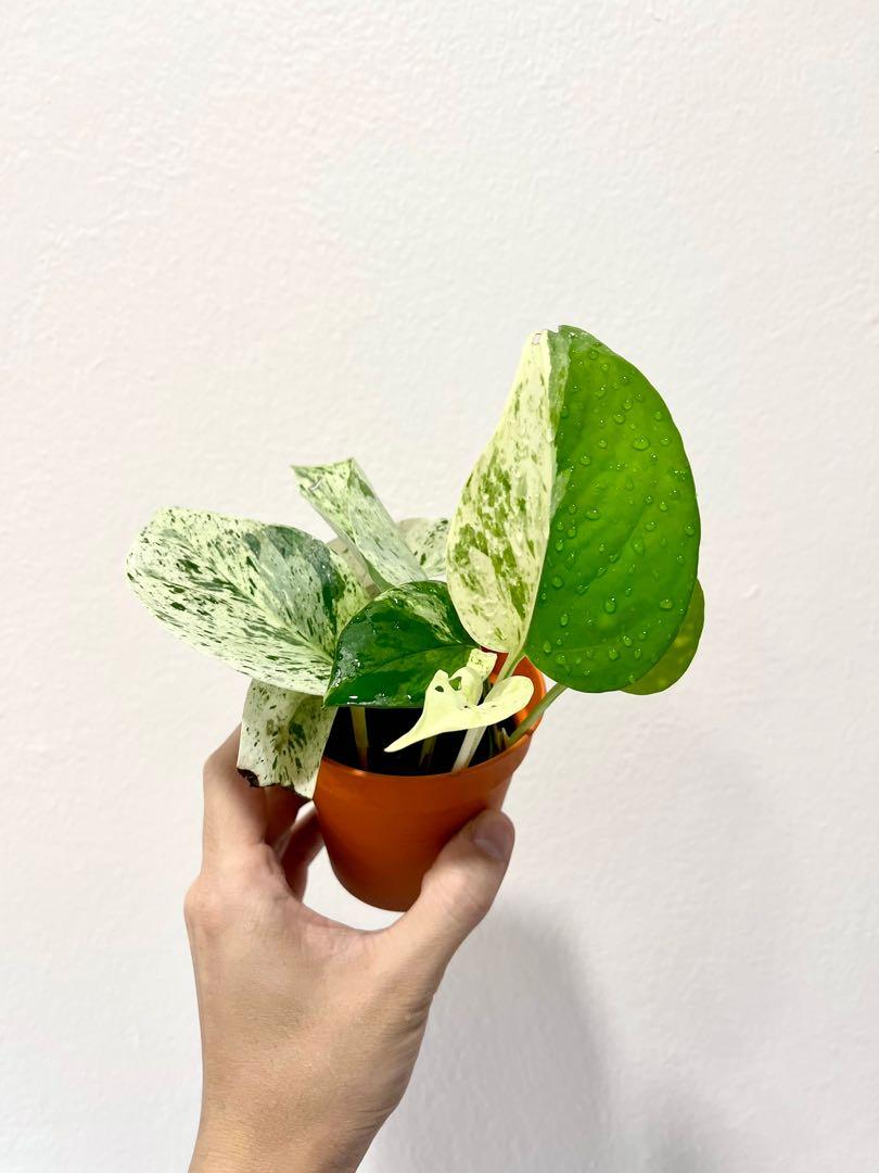 Rare Epipremnum Aureum Pothos Snow Queen Half Moon Leaf, Furniture ...