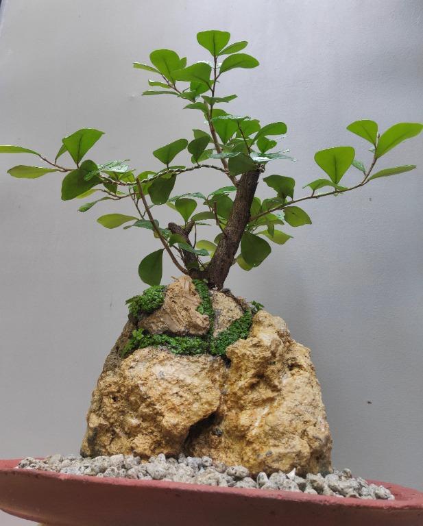 Bonsai Ficus Triangularis (rare) on the rock, Furniture & Home Living ...