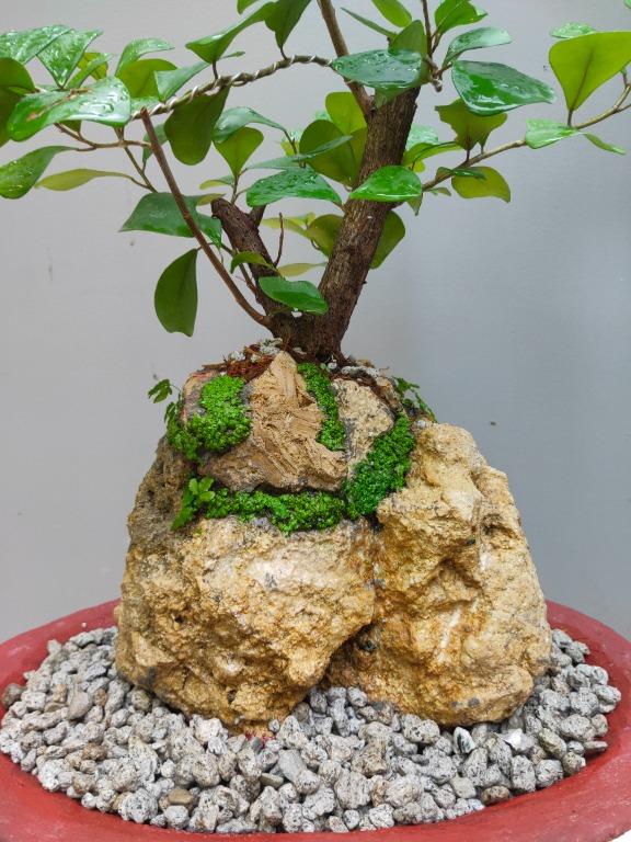 Bonsai Ficus Triangularis (rare) on the rock, Furniture & Home Living ...