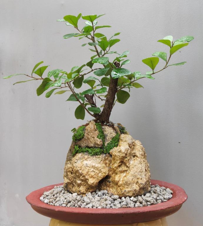 Bonsai Ficus Triangularis (rare) on the rock, Furniture & Home Living ...