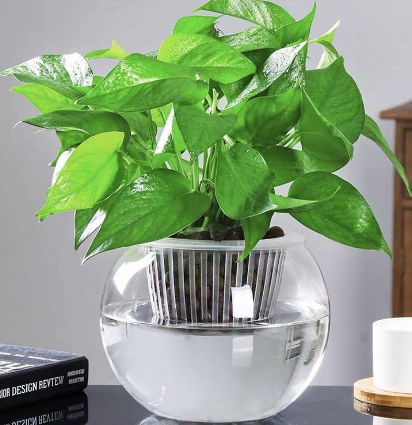 Creative hydroponic plant glass vase, transparent hydroponic green ...