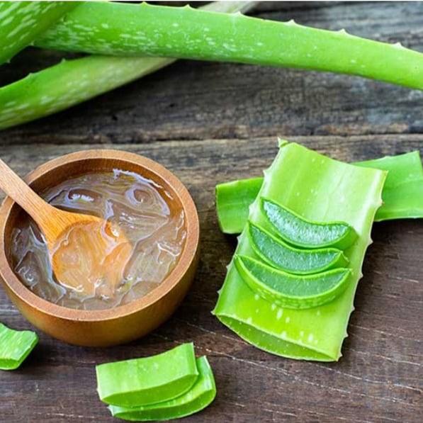#lindungihutan Pelepah Lidah Buaya Herbal Aloe Vera, Perkebunan di Carousell