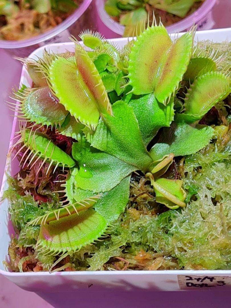 SgBred DCXL Venus Flytrap. Collectors VFT., Furniture & Home Living, Gardening, Plants & Seeds ...