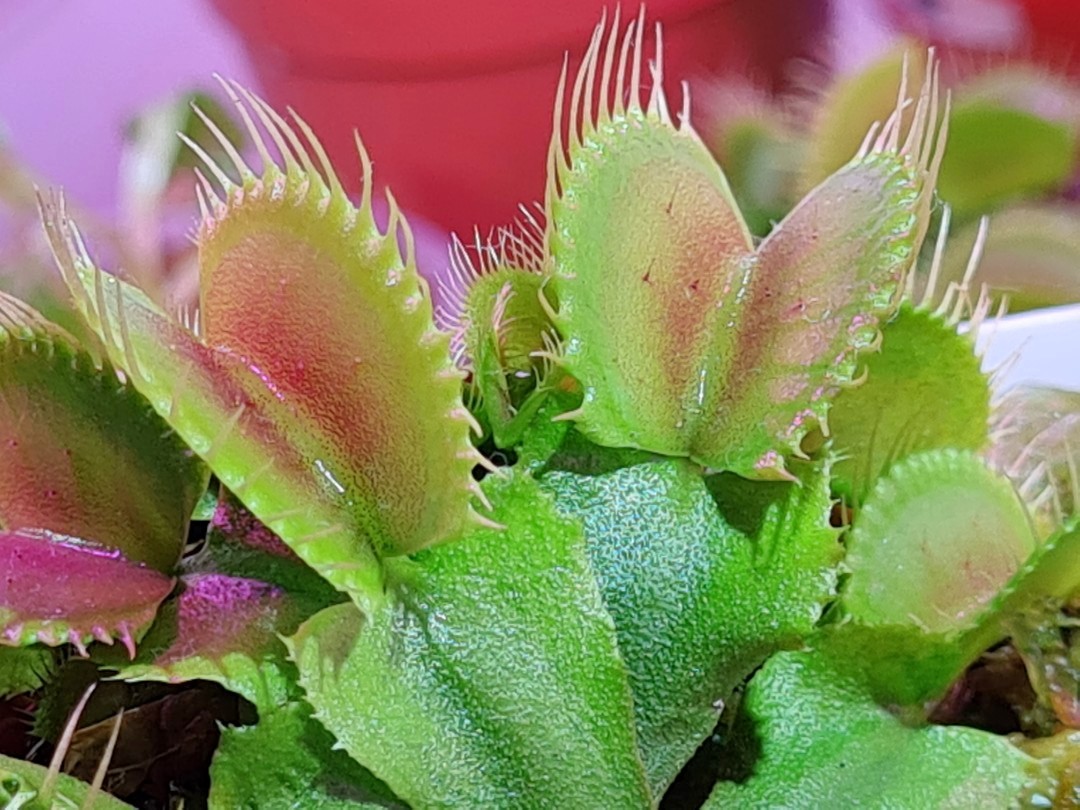 SgBred DCXL Venus Flytrap. Collectors VFT., Furniture & Home Living, Gardening, Plants & Seeds ...