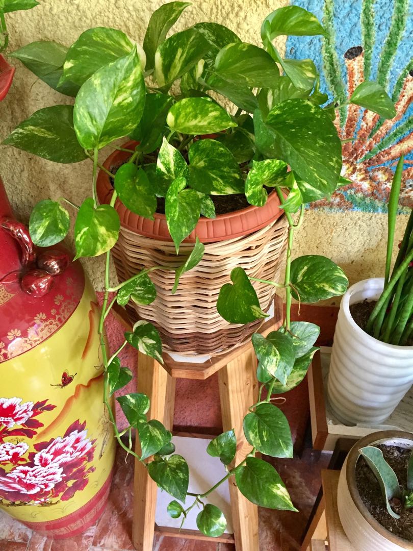 Trailing Golden Pothos ( Plant basket not included), Furniture & Home ...