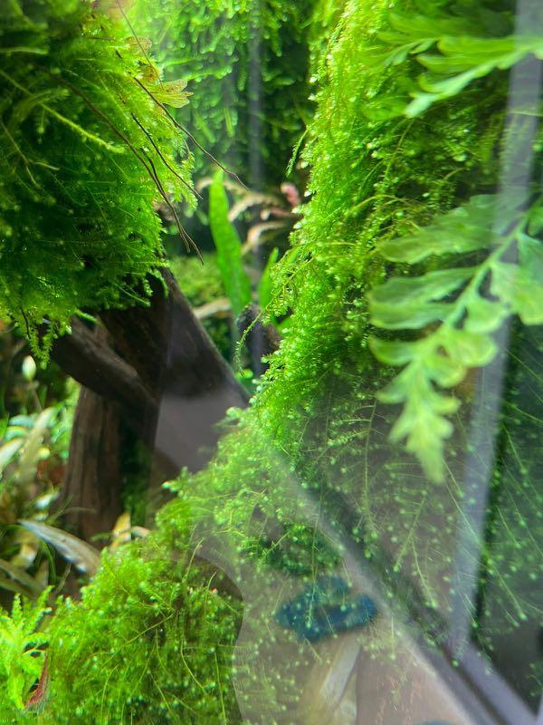 Weeping Moss, Furniture & Home Living, Gardening, Plants & Seeds on ...