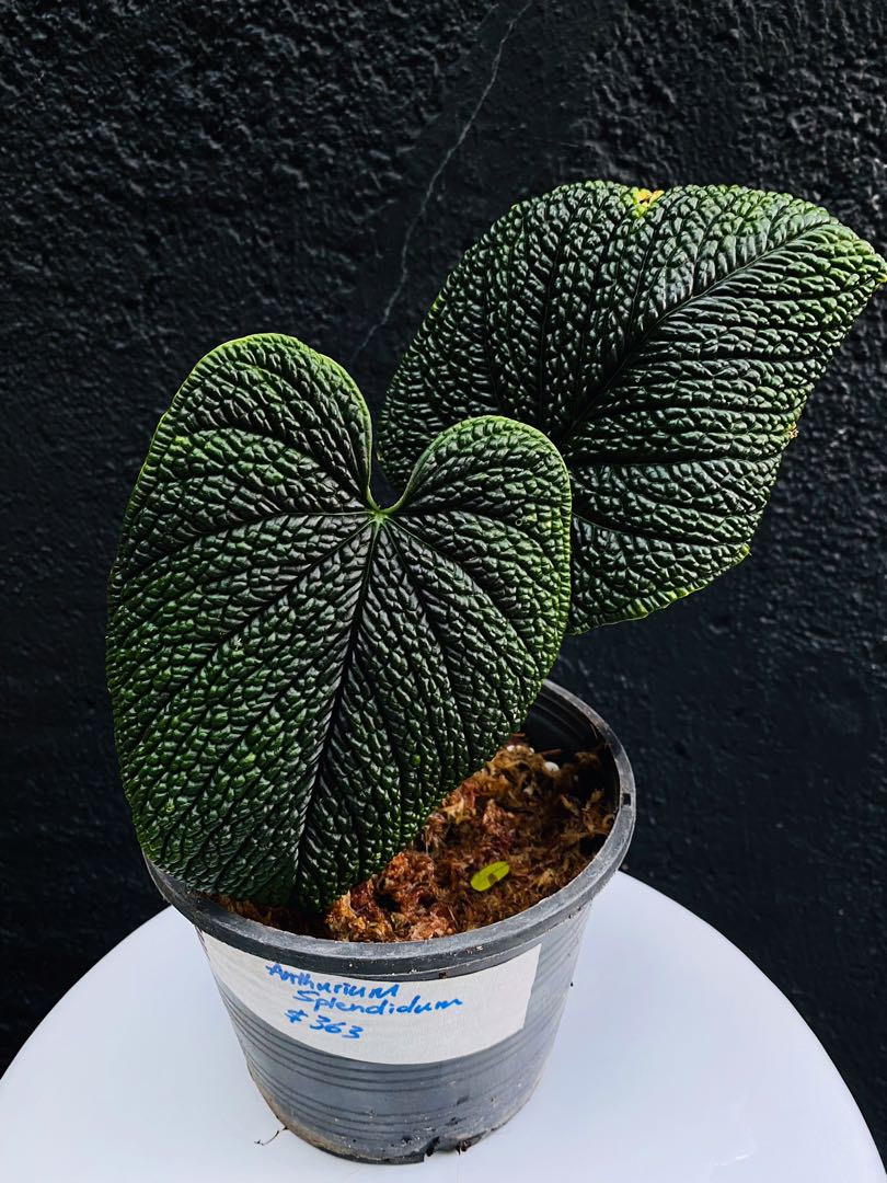 Anthurium Splendidum, Furniture & Home Living, Gardening, Plants ...