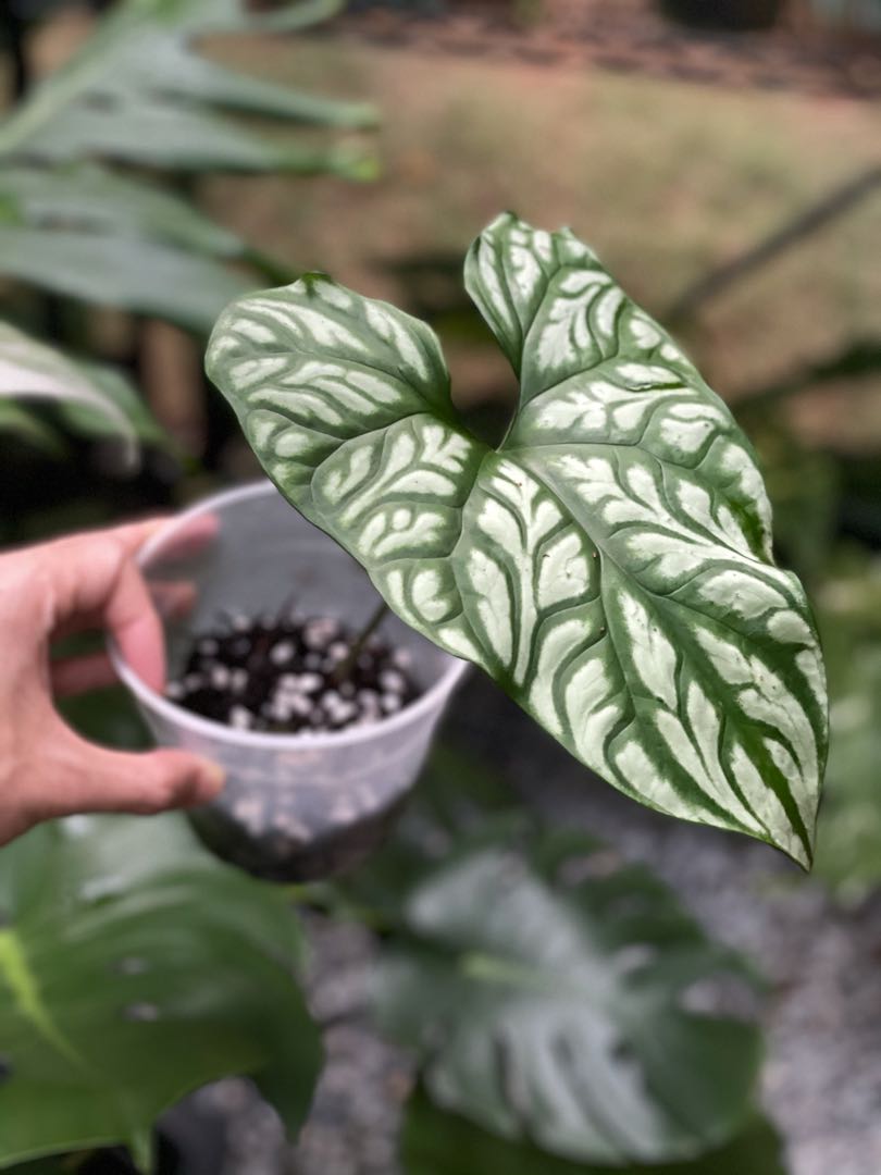 Cercestis Mirabilis, Furniture & Home Living, Gardening, Plants & Seeds ...