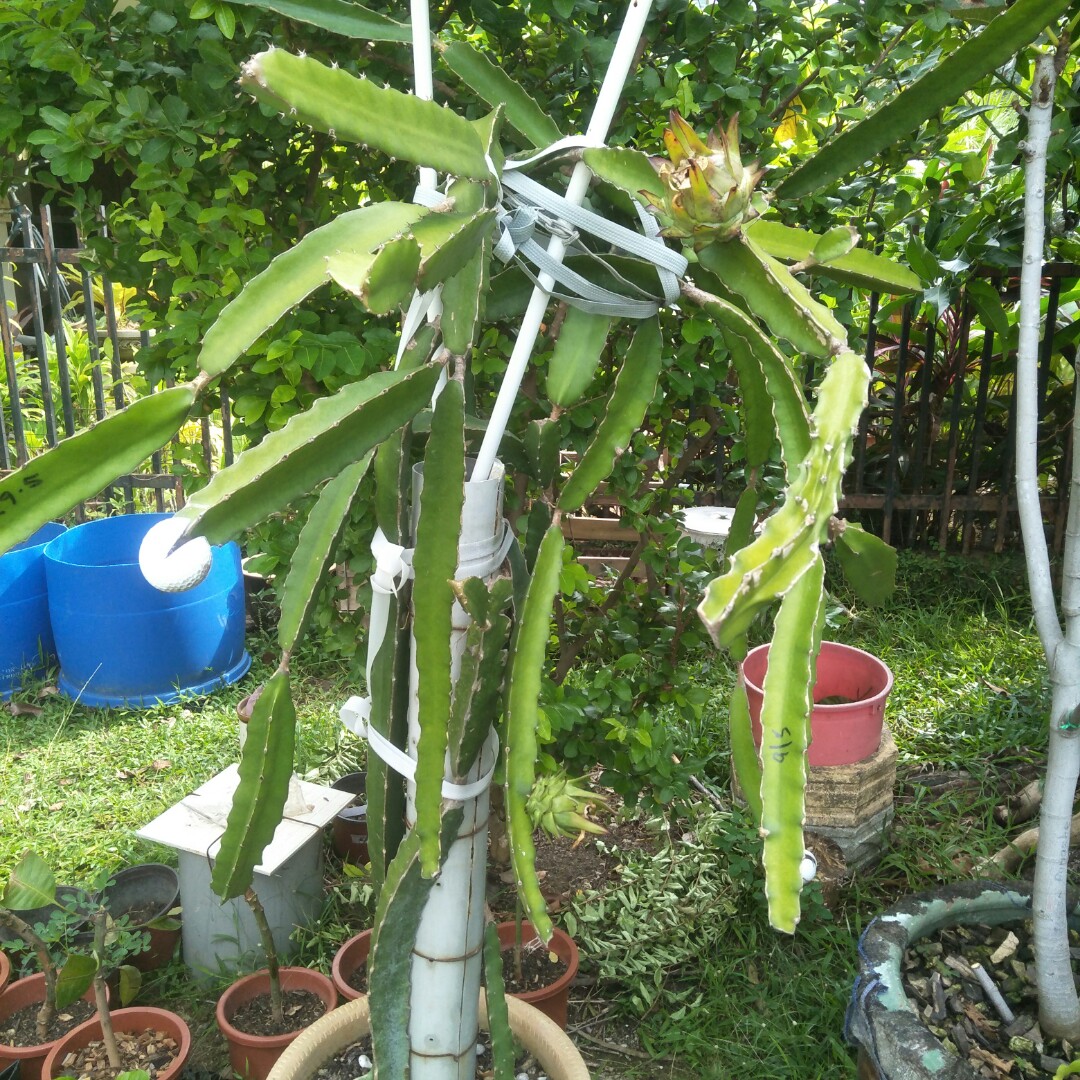 Dragon fruit Pitaya red skin flesh stems rooted, Furniture & Home ...