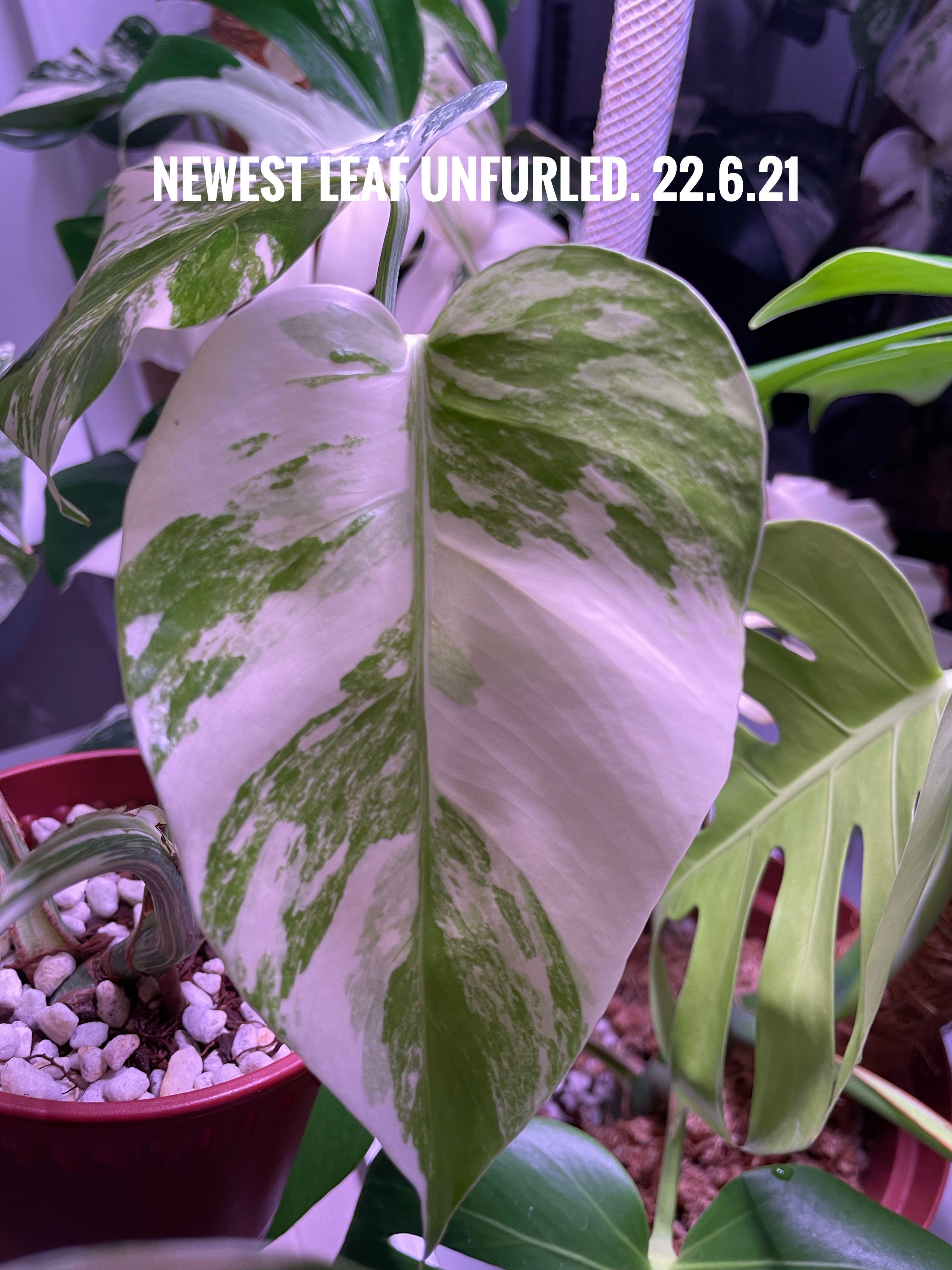 Monstera Albo Borsigiana 'Marble' - 1, Furniture & Home Living ...