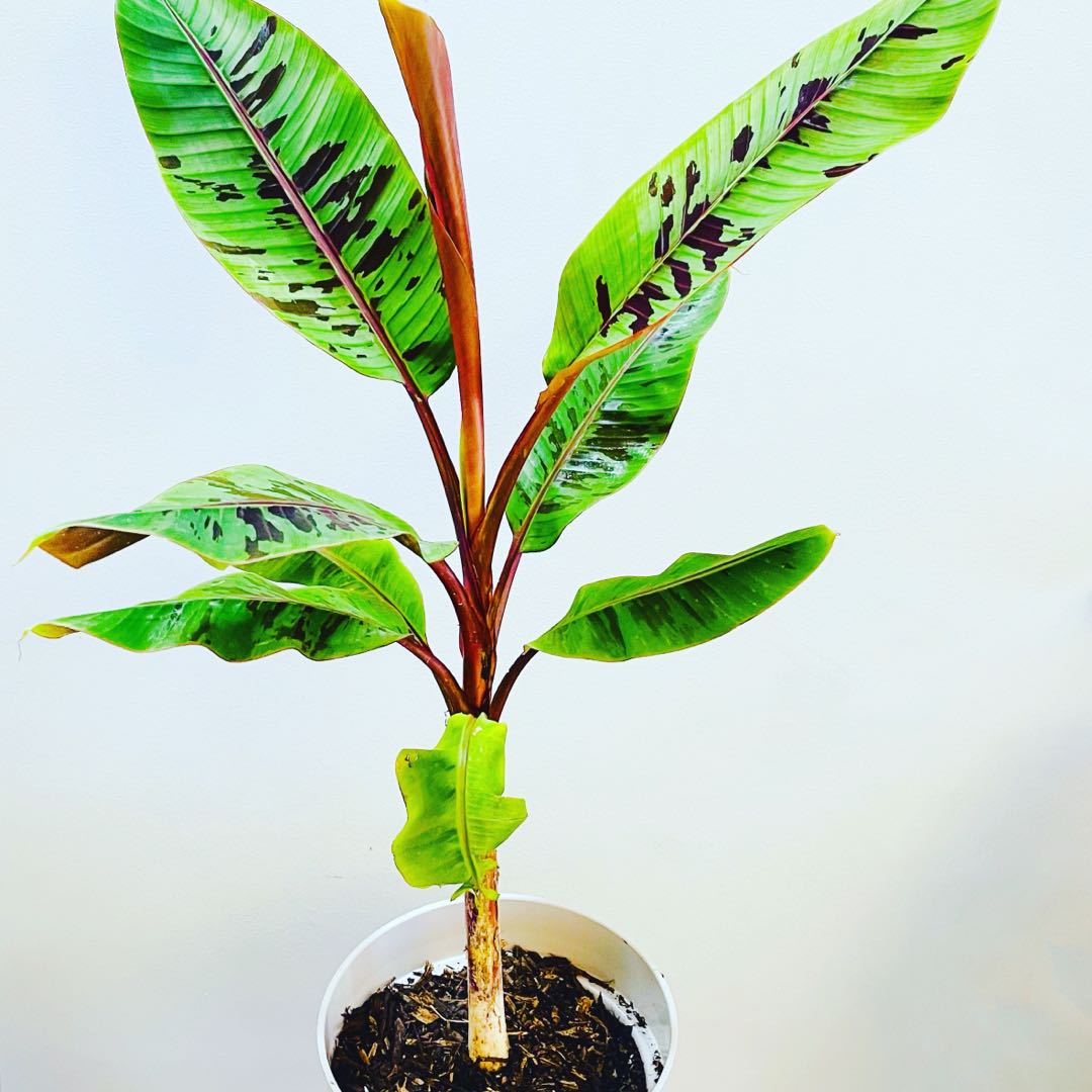 Musa Bloody red Variegated banana, Furniture & Home Living, Gardening ...
