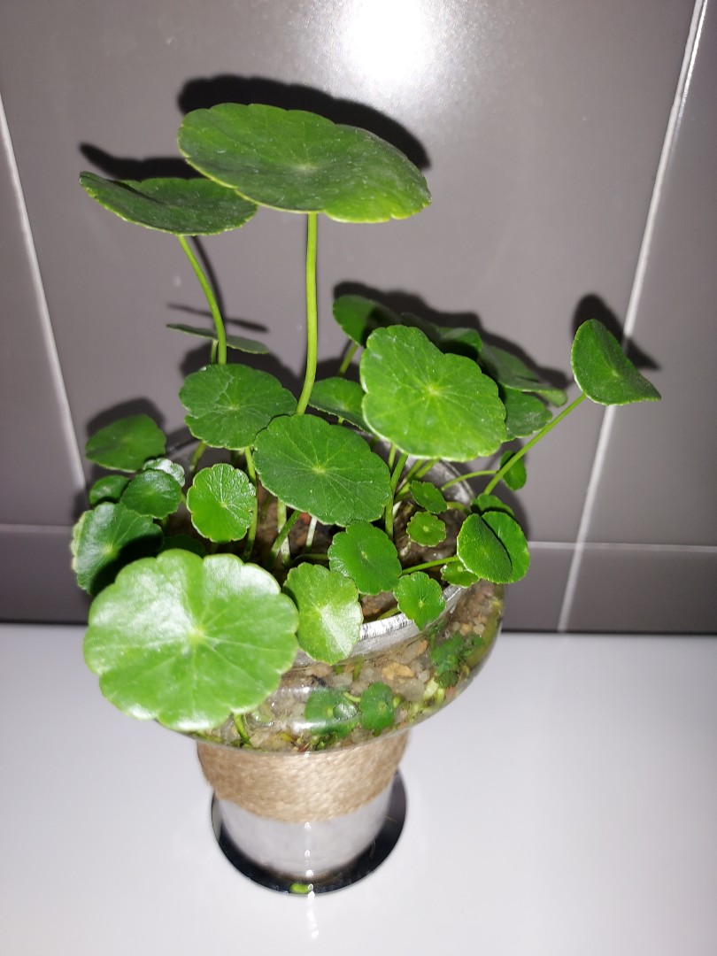Pennywort / Chinese Coin Plant ( 銅銭草), Furniture & Home Living ...