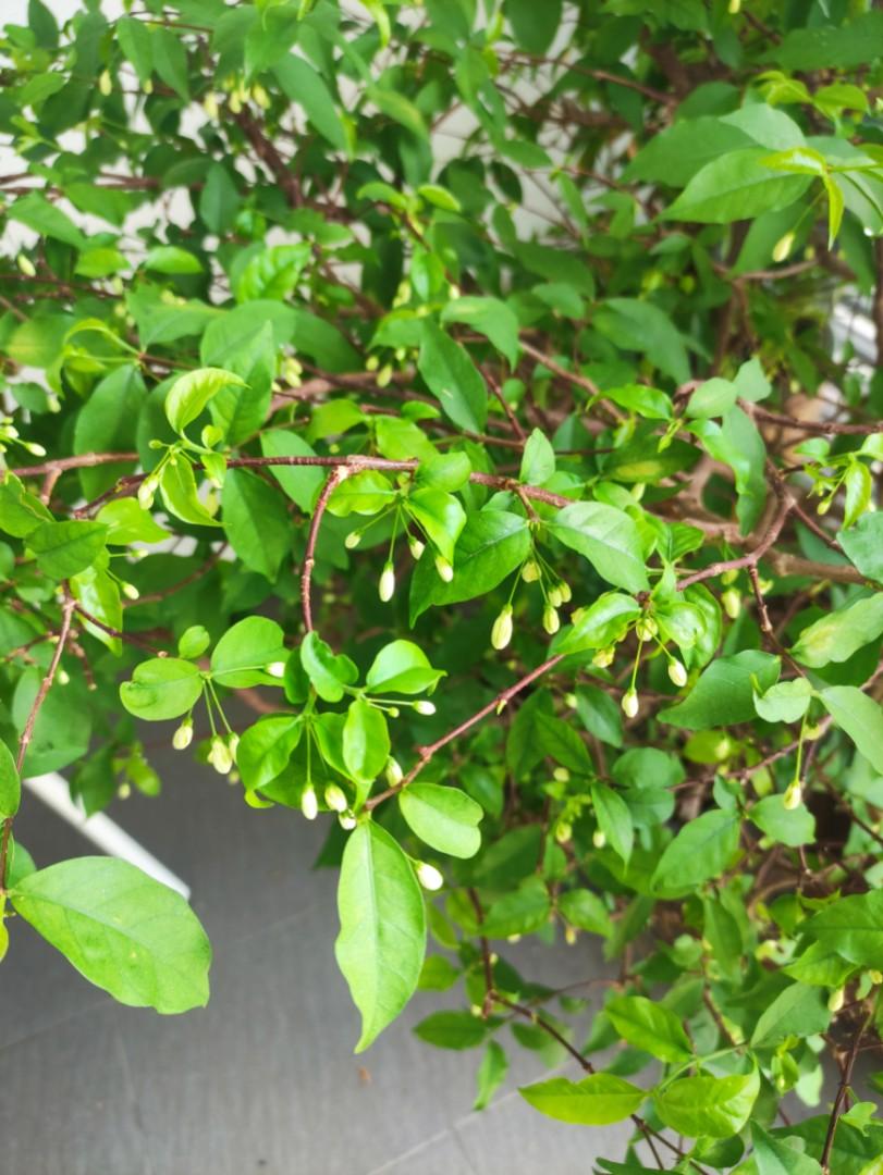Selling flowering tree, Shui Mei, Furniture & Home Living, Gardening ...