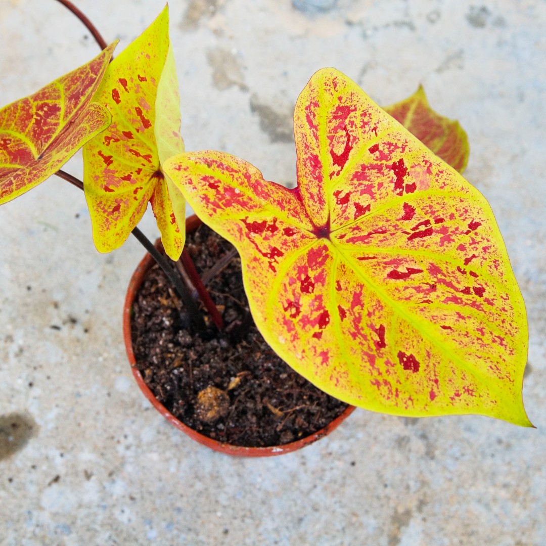Caladium - New Wave Hybrid (Orange), Furniture & Home Living, Gardening ...