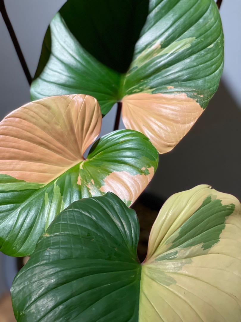 Homalomena Rubescens Variegated (pink and yellow variegation ...