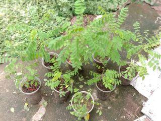 Tagbak stem plant medicinal plant stem for arthritis for sale from ...