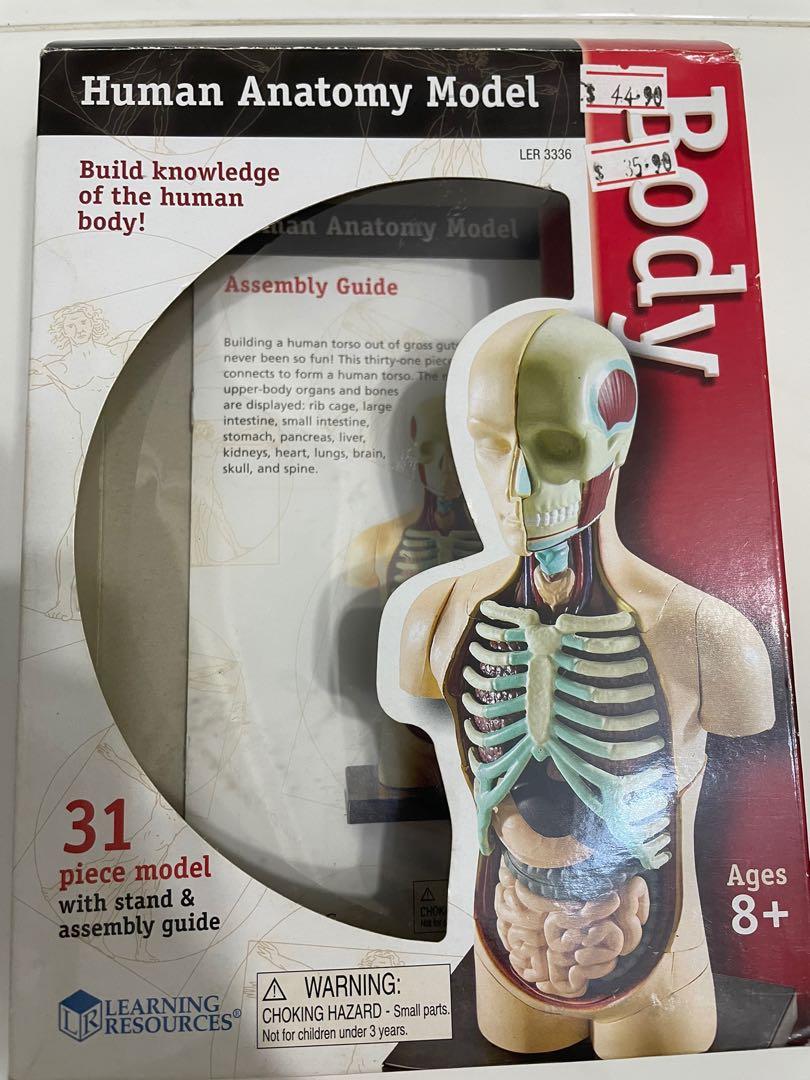 Learning Resources Human Anatomy Model, Hobbies & Toys, Toys & Games on ...