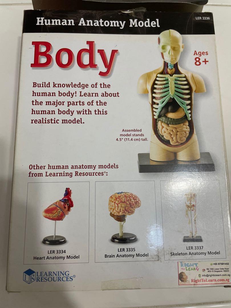 Learning Resources Human Anatomy Model, Hobbies & Toys, Toys & Games on ...