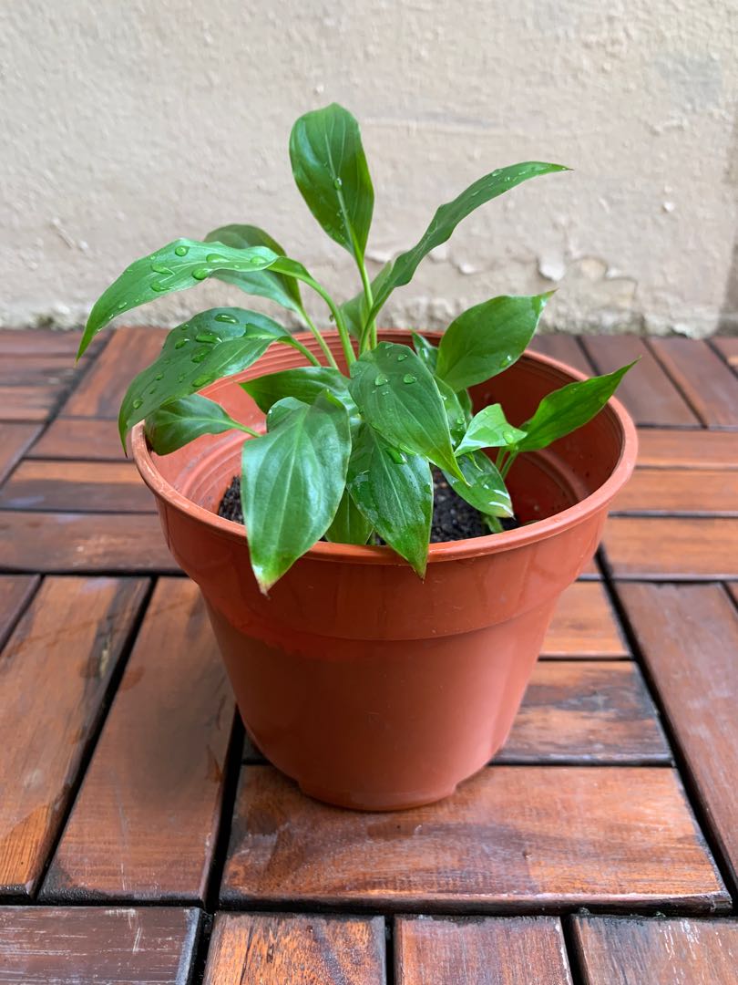Peace lily young plant, Furniture & Home Living, Gardening, Plants ...