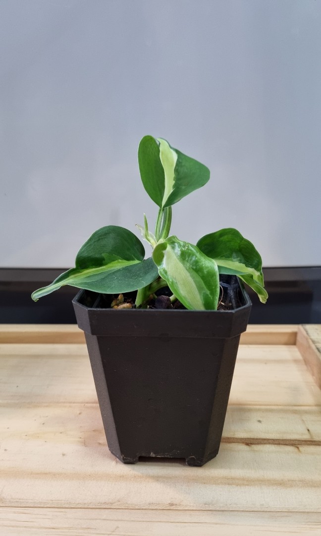 Philodendron Gabby Cream Splash #2 (reserved), Furniture & Home Living ...