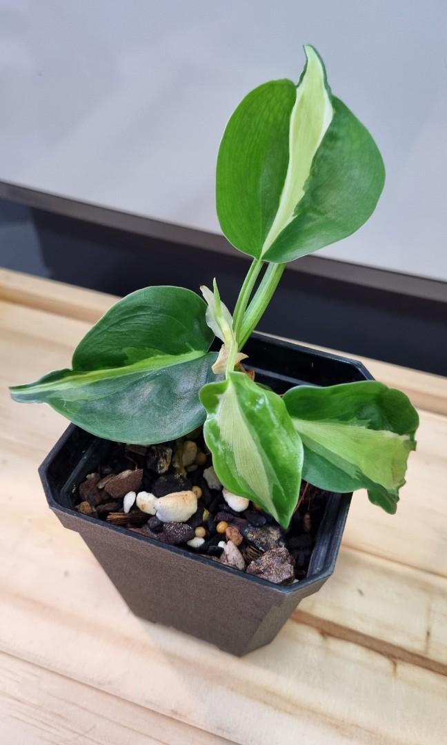Philodendron Gabby Cream Splash #2 (reserved), Furniture & Home Living ...