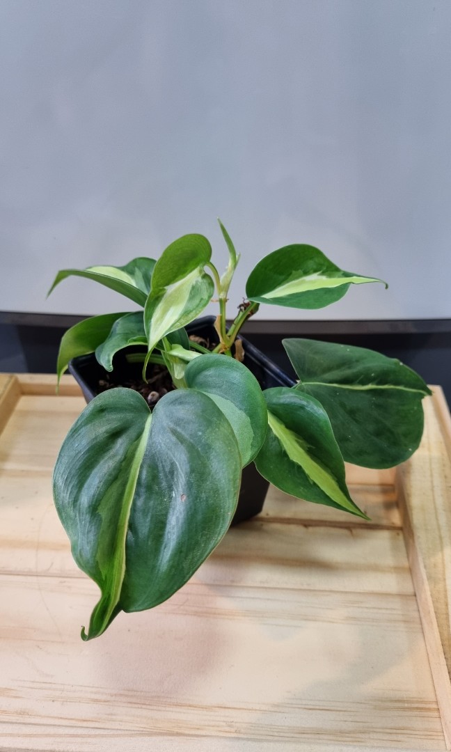 Philodendron Gabby Cream Splash, Furniture & Home Living, Gardening ...