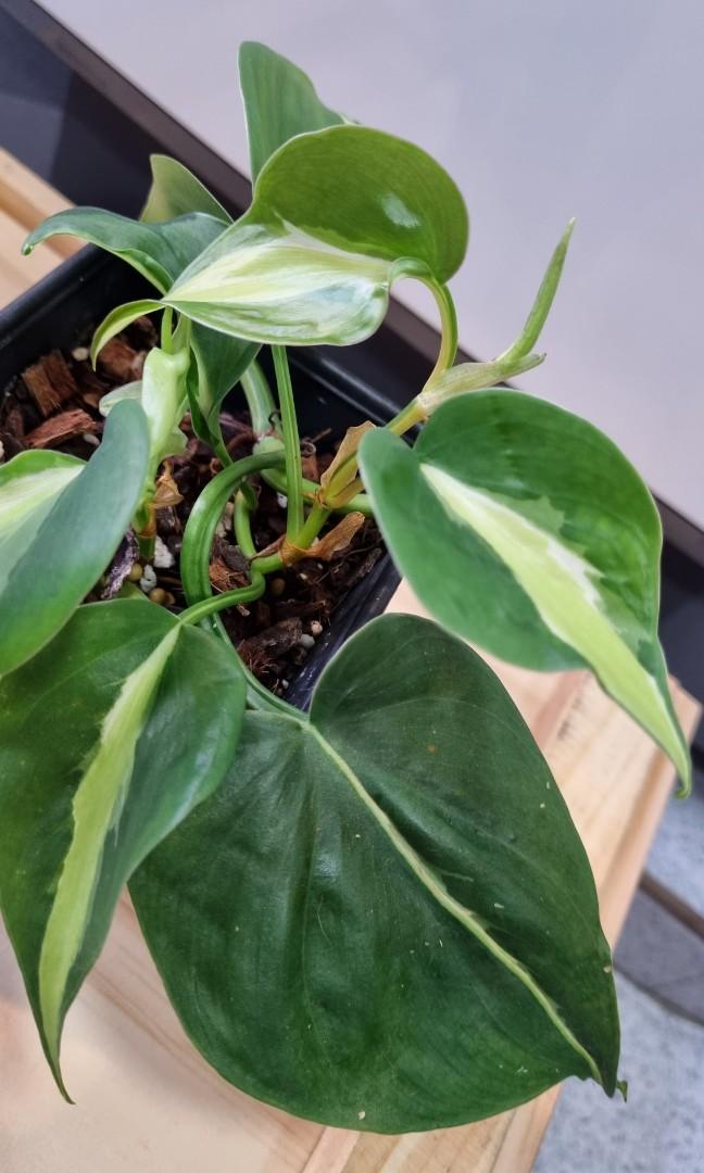 Philodendron Gabby Cream Splash, Furniture & Home Living, Gardening ...