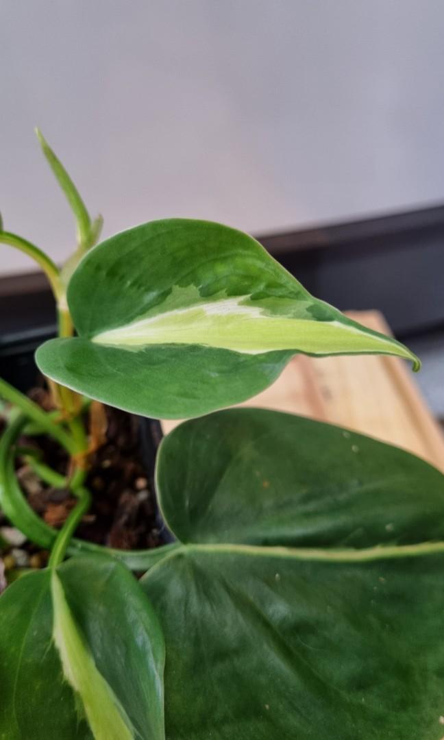 Philodendron Gabby Cream Splash, Furniture & Home Living, Gardening ...