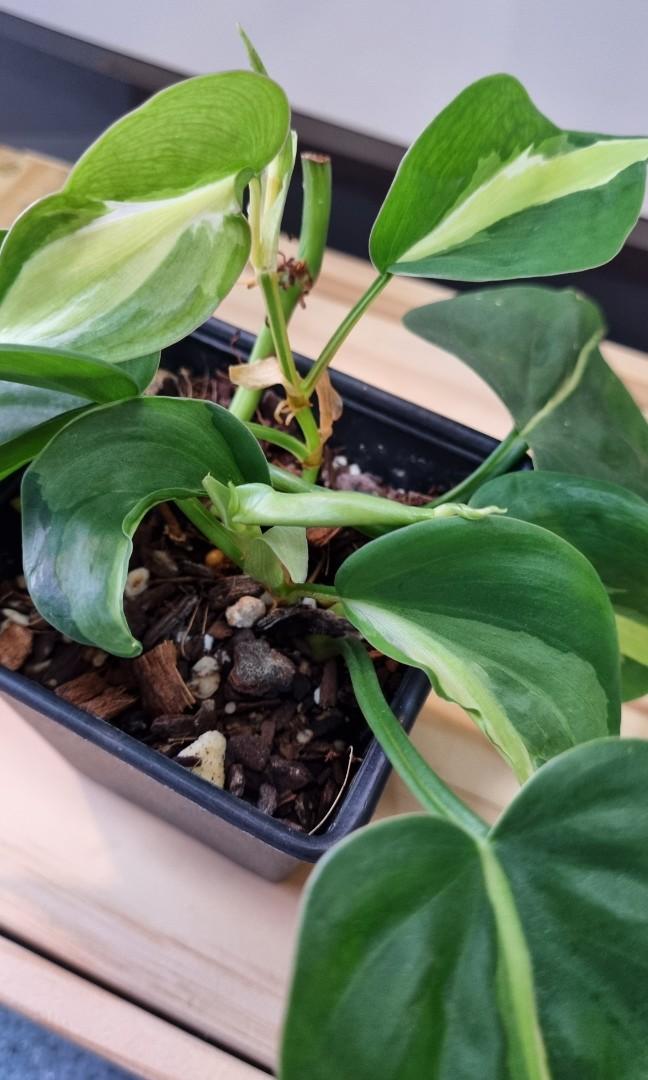 Philodendron Gabby Cream Splash, Furniture & Home Living, Gardening ...