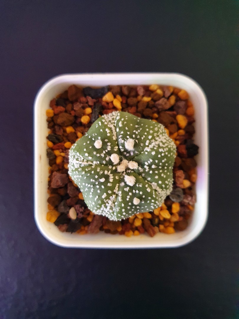 RARE Astrophytum Asterias 5 ribs., Furniture & Home Living, Gardening ...