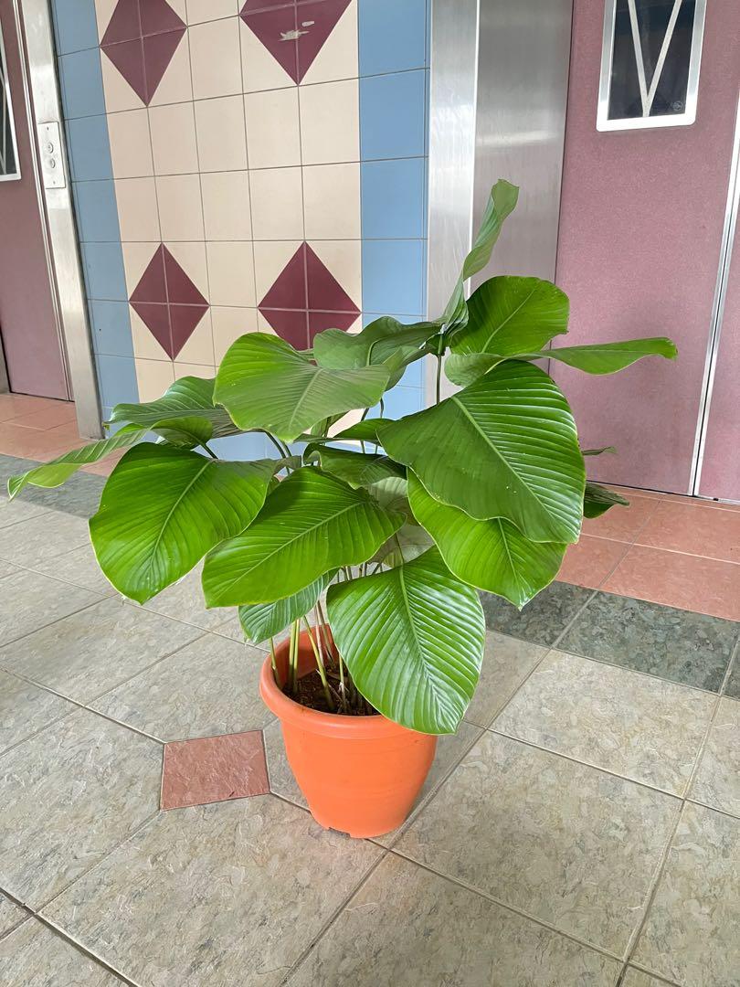 Sweet Prayer, Katemfe 💚🌱3.1ft height about tall BUSHY AND GREEN @44.90 ...