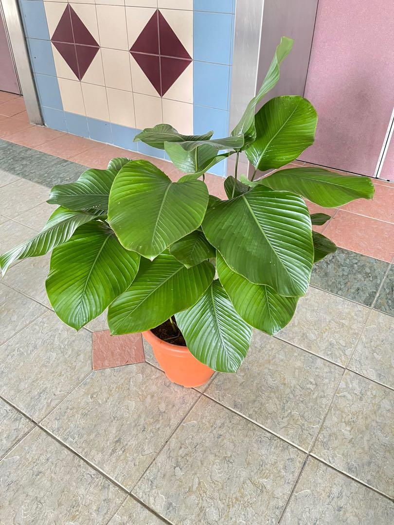 Sweet Prayer, Katemfe 💚🌱3.1ft height about tall BUSHY AND GREEN @44.90 ...