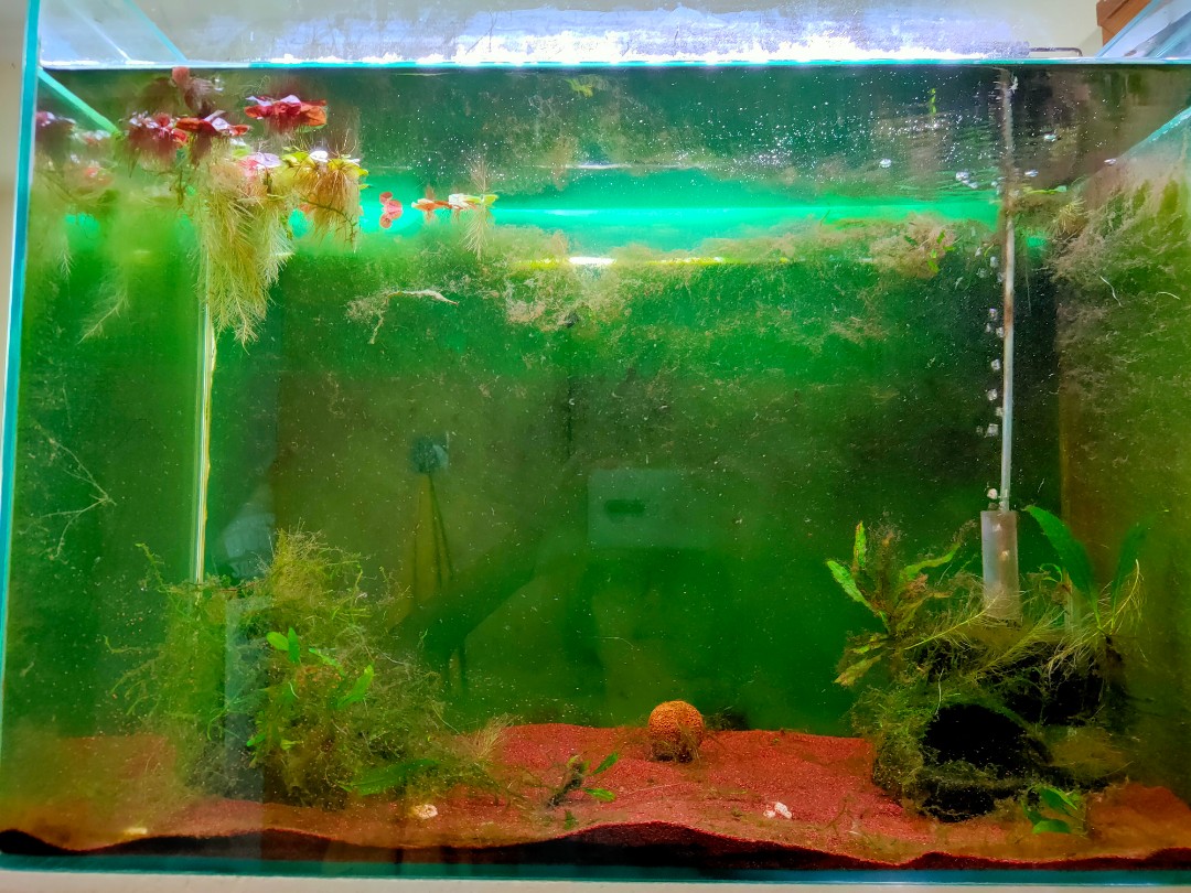 2ft Fish Tank, Pet Supplies, Homes & Other Pet Accessories on Carousell