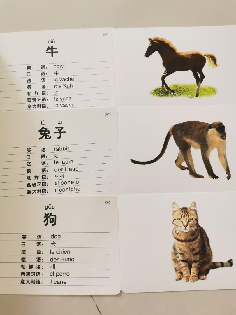 Flashcards/Aniamls/Insects/Shichida/Heguru/Right Brain Learning ...